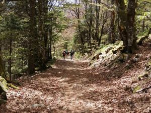 TMS - du col de Saverne à la vallée de la Zinsel - SAVERNE (67 ...